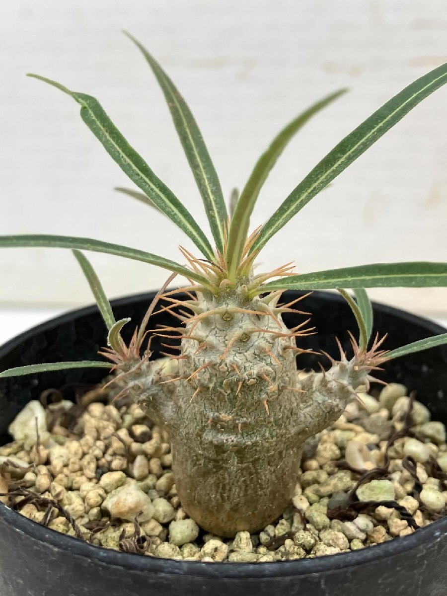 Yahoo!オークション - 6144 「実生」パキポディウム グラキリス【種か...