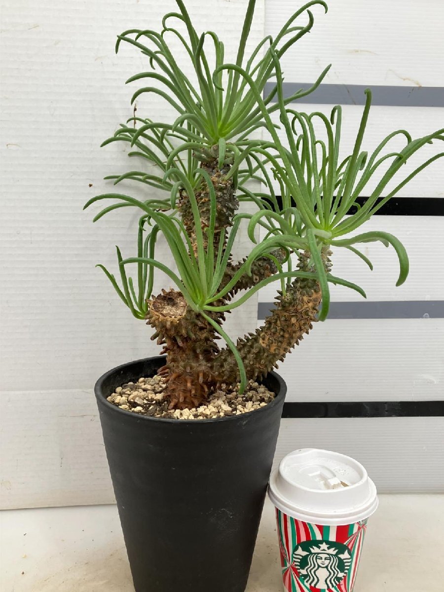 Yahoo!オークション - 6247 「塊根植物」チレコドン ワリチー 植え【発...