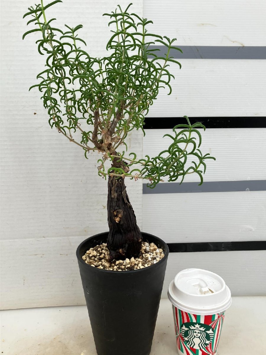 Yahoo!オークション - 6259 「塊根植物」メストクレマ 植え【発根・多...