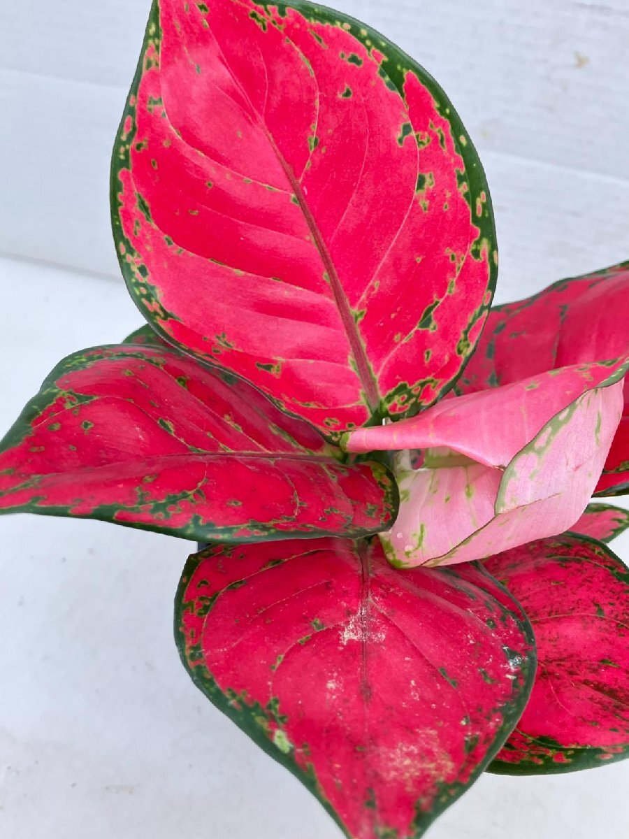 Yahoo!オークション - 9160 「観葉植物J】アグラオネマ レッドバレンタ...