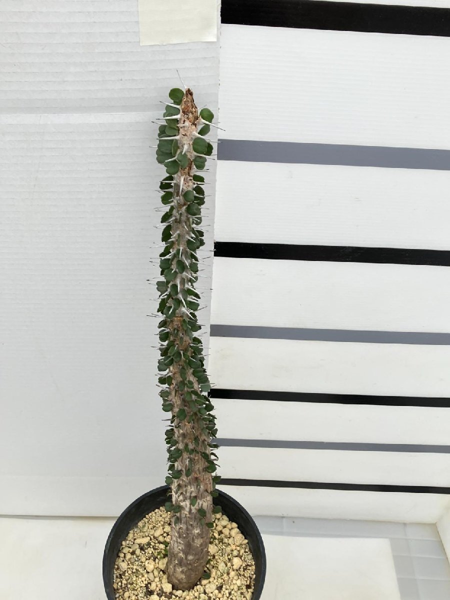 Yahoo!オークション - 9195 「多肉植物」アローディア アスケンデンス ...