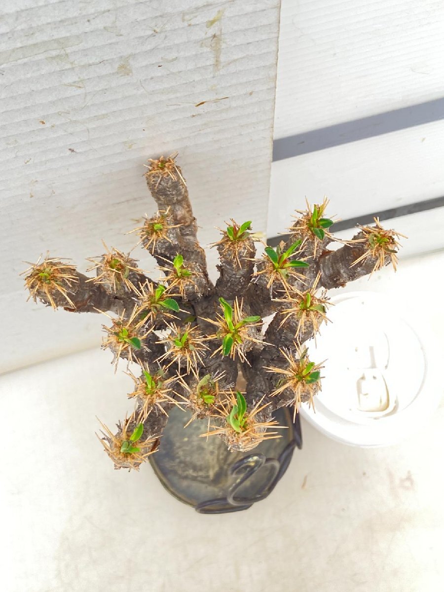 Yahoo!オークション - 8934 「多肉植物」ユーフォルビア ギラウミニア...