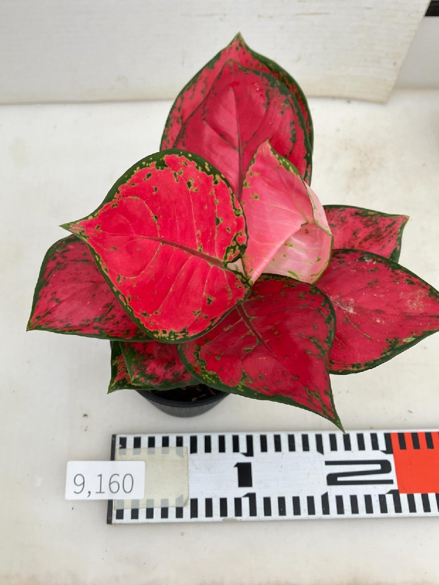 Yahoo!オークション - 9160 「観葉植物J】アグラオネマ レッドバレンタ...