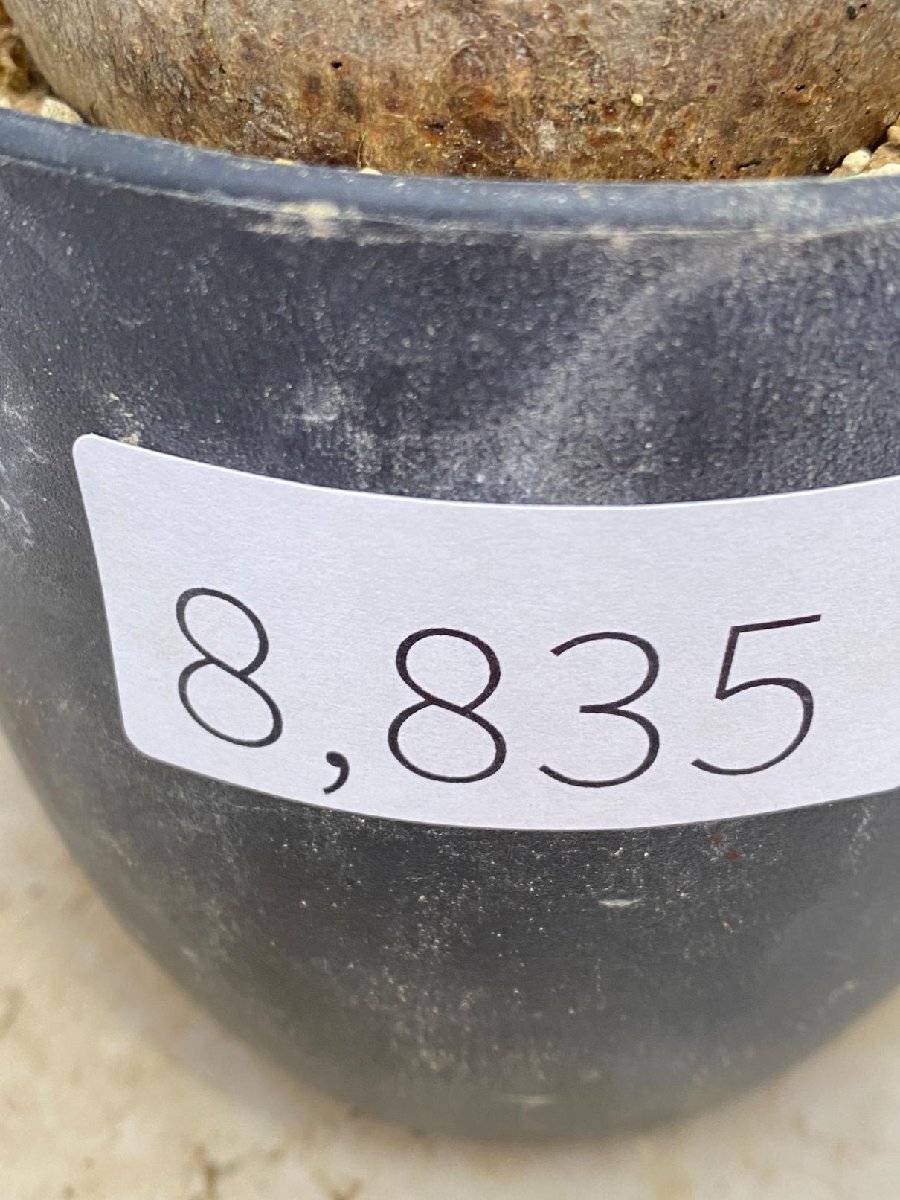 Yahoo!オークション - 8835 「塊根植物」パキポディウム ホロンベンセ ...