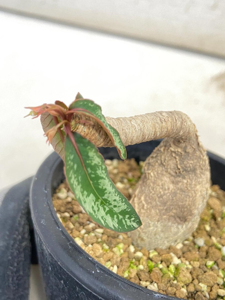 9110 多肉植物 ユーフォルビア クレメルシー 斑入り葉 植え 発根 発芽 Euphorbia cremersii(観葉植物)｜売買されたオークション情報、yahooの商品情報をアーカイブ ...