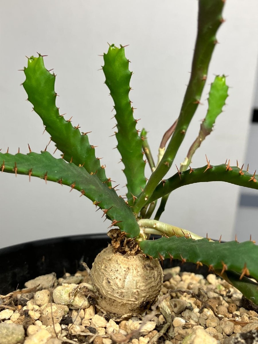 Yahoo!オークション - 2899 「実生」ユーフォルビア ステラータ【発根...