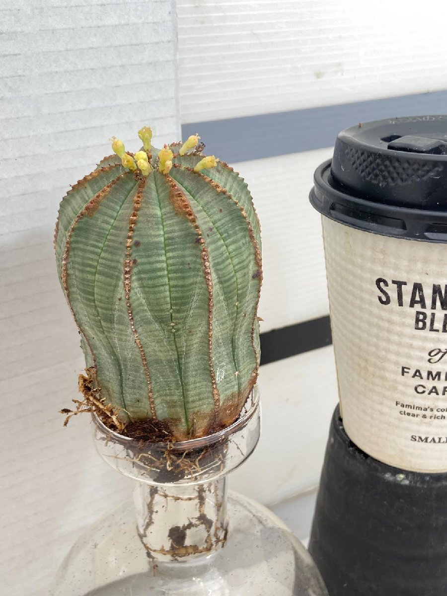 Yahoo!オークション - 2414 「多肉植物J」ユーフォルビア オベサ 抜き...