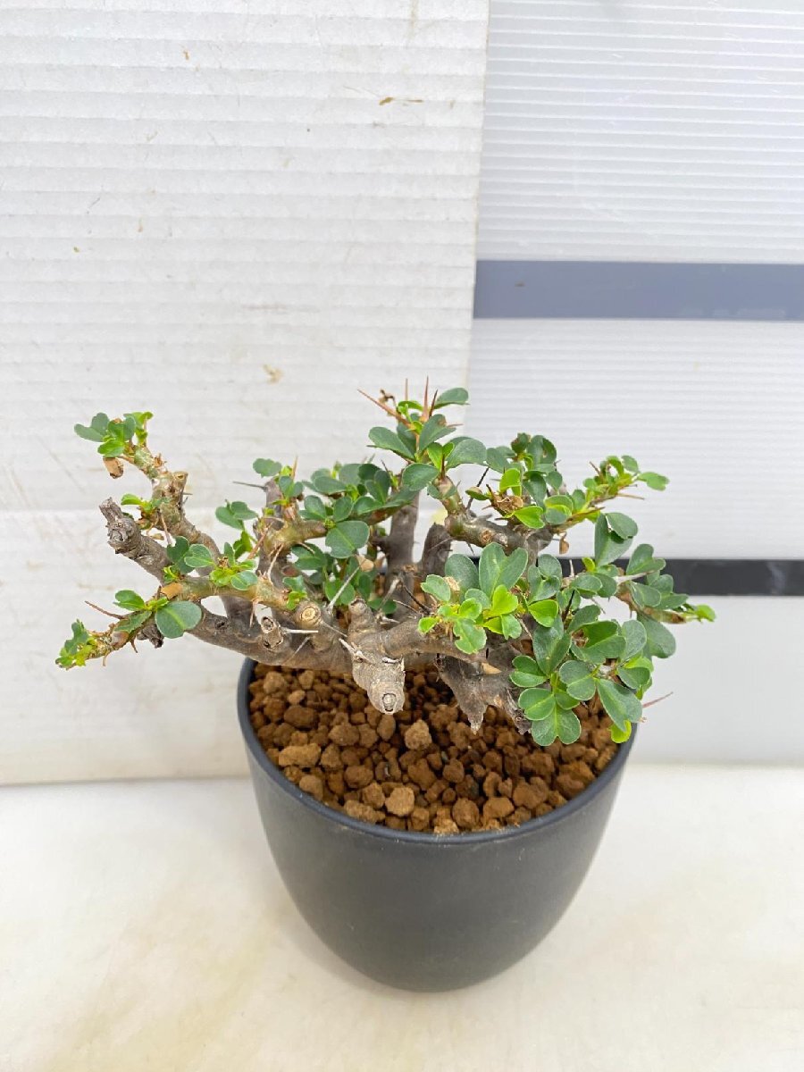 Yahoo!オークション - 2949 「多肉植物」サルコカウロン バンデリエテ...