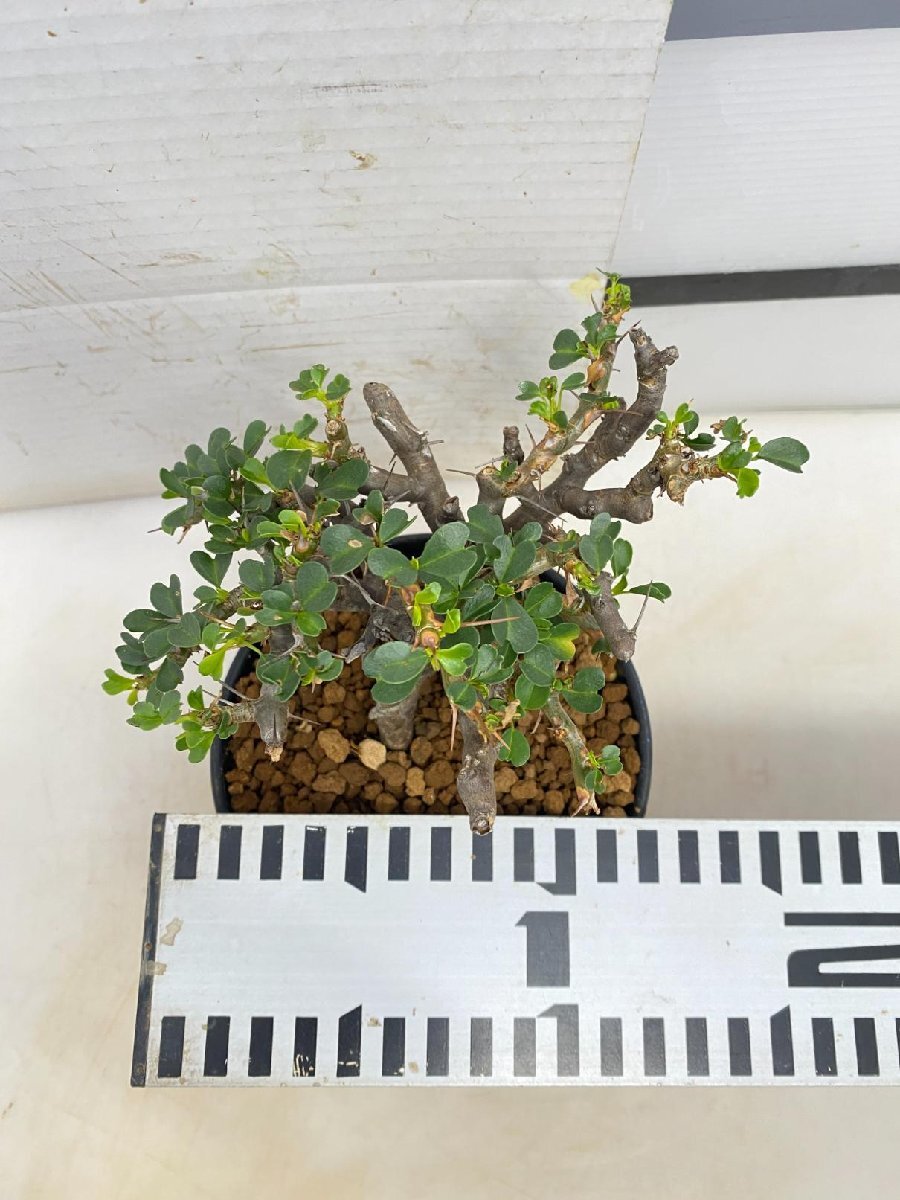 Yahoo!オークション - 2949 「多肉植物」サルコカウロン バンデリエテ...