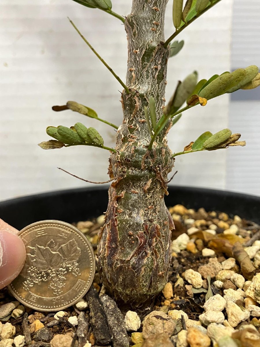 Yahoo!オークション - 2783 「実生」センナ メリディオナリス大【・発...