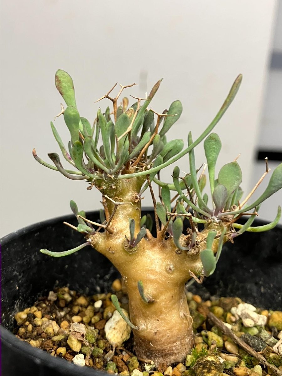 Yahoo!オークション - 3534 「実生」オトンナ ユーフォルビオイデス 植...