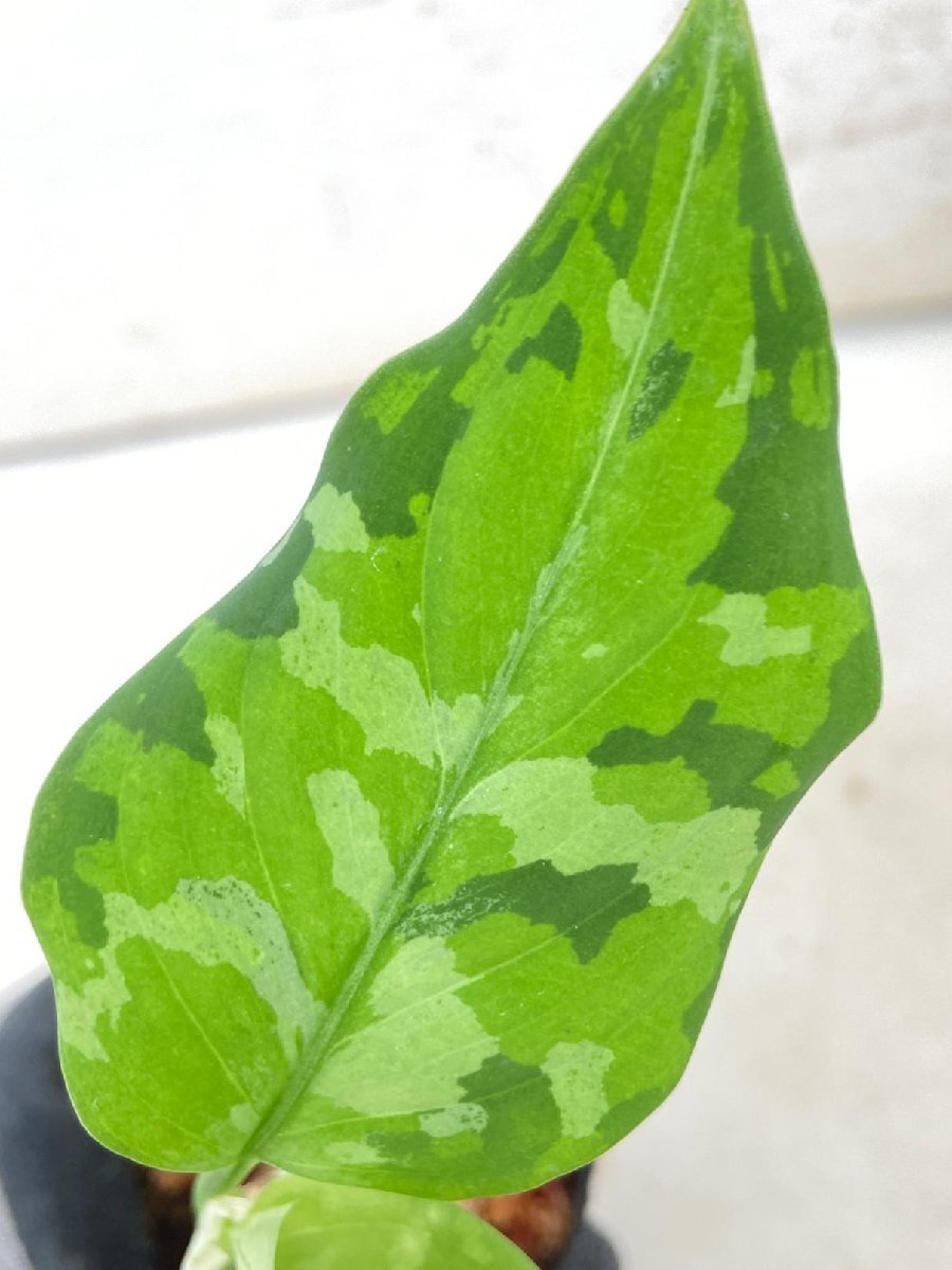 Yahoo!オークション - 4758 「観葉植物】アグラオネマ ピクタム トリカ...