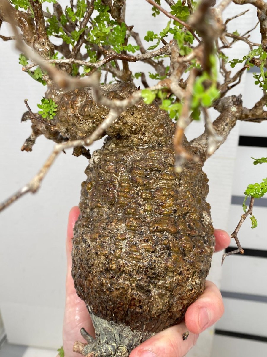 Yahoo!オークション - 5265 「塊根植物」マダガスカル特急便 オペルク...