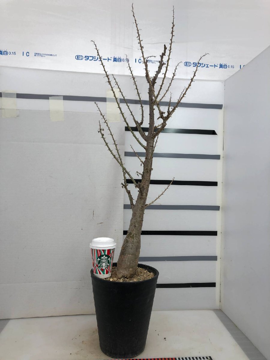 Yahoo!オークション - 5221 「塊根植物」セサモタムナス ルガルディ大 ...