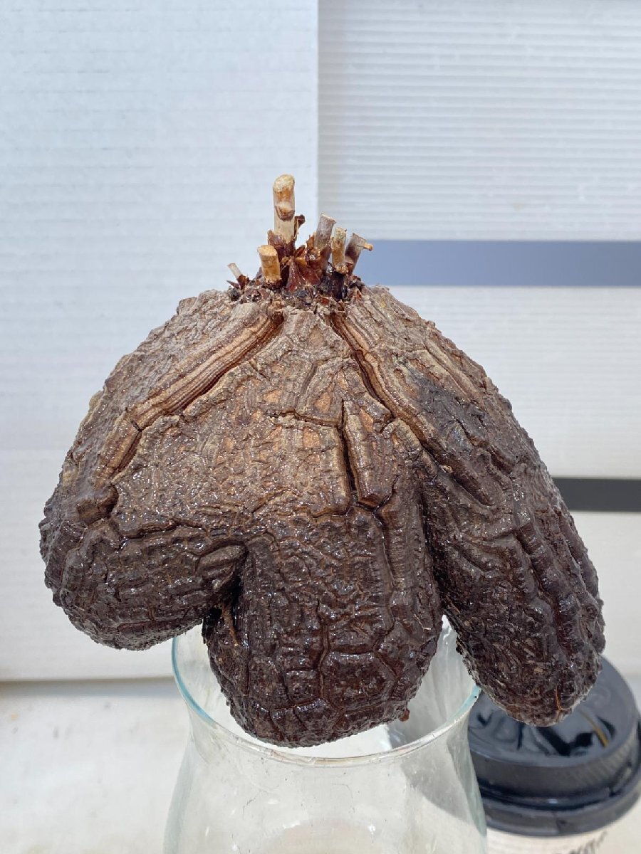 Yahoo!オークション - 4474 「塊根植物」ディオスコレア アフリカ亀甲...