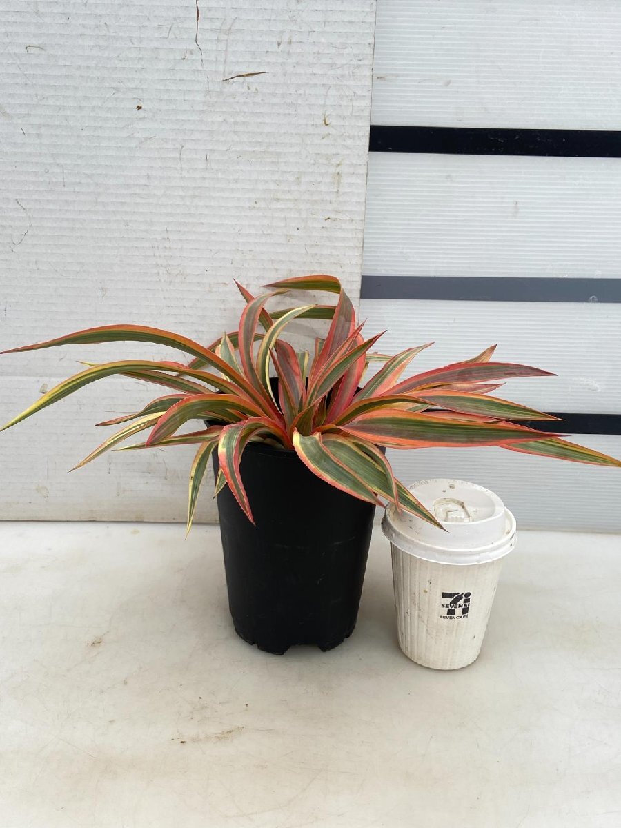 Yahoo!オークション - 8602 「観葉植物」ユッカ グロリオーサ クリーム...