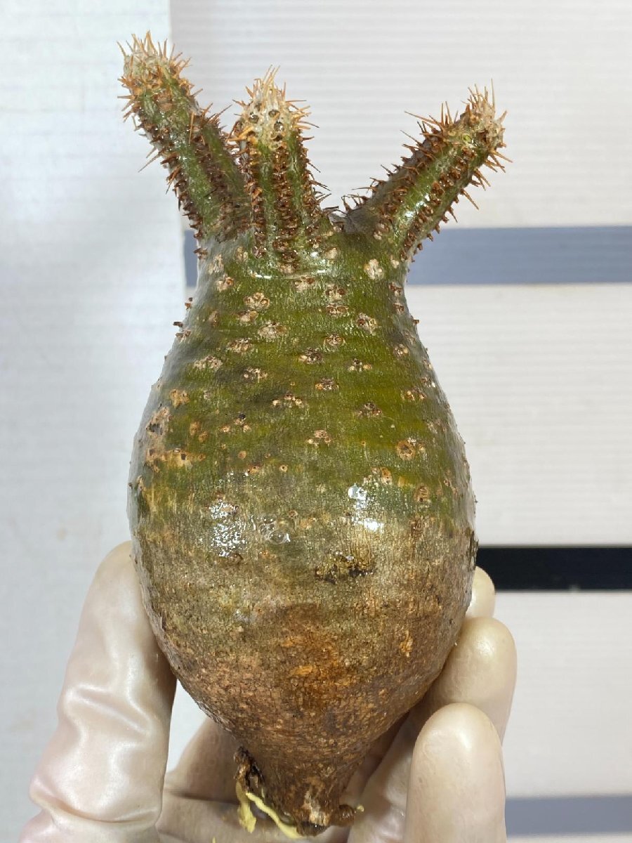 Yahoo!オークション - 8427 「塊根植物」パキポディウム グラキリスS ...