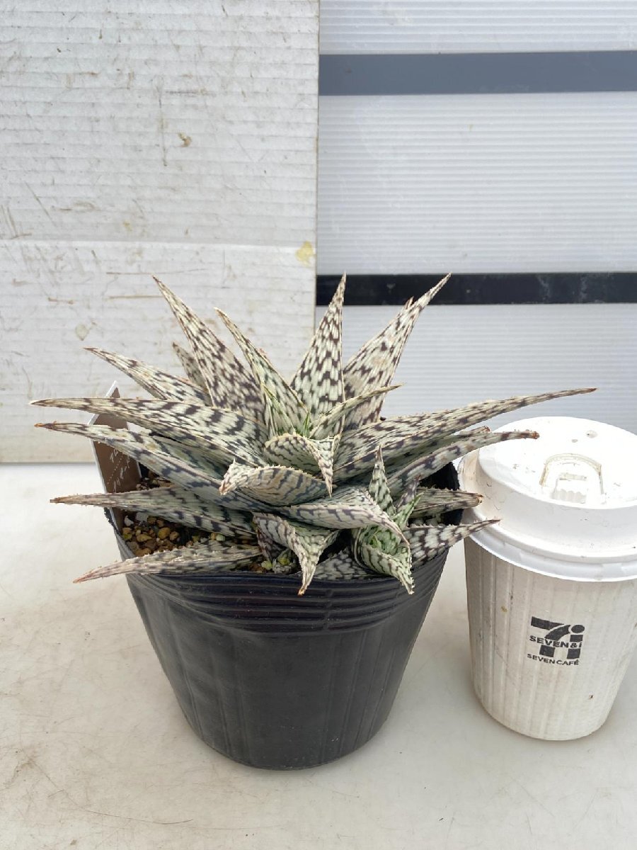 Yahoo!オークション - 8612 「観葉植物」アロエ ブリザード 【Aloe 'Bl...