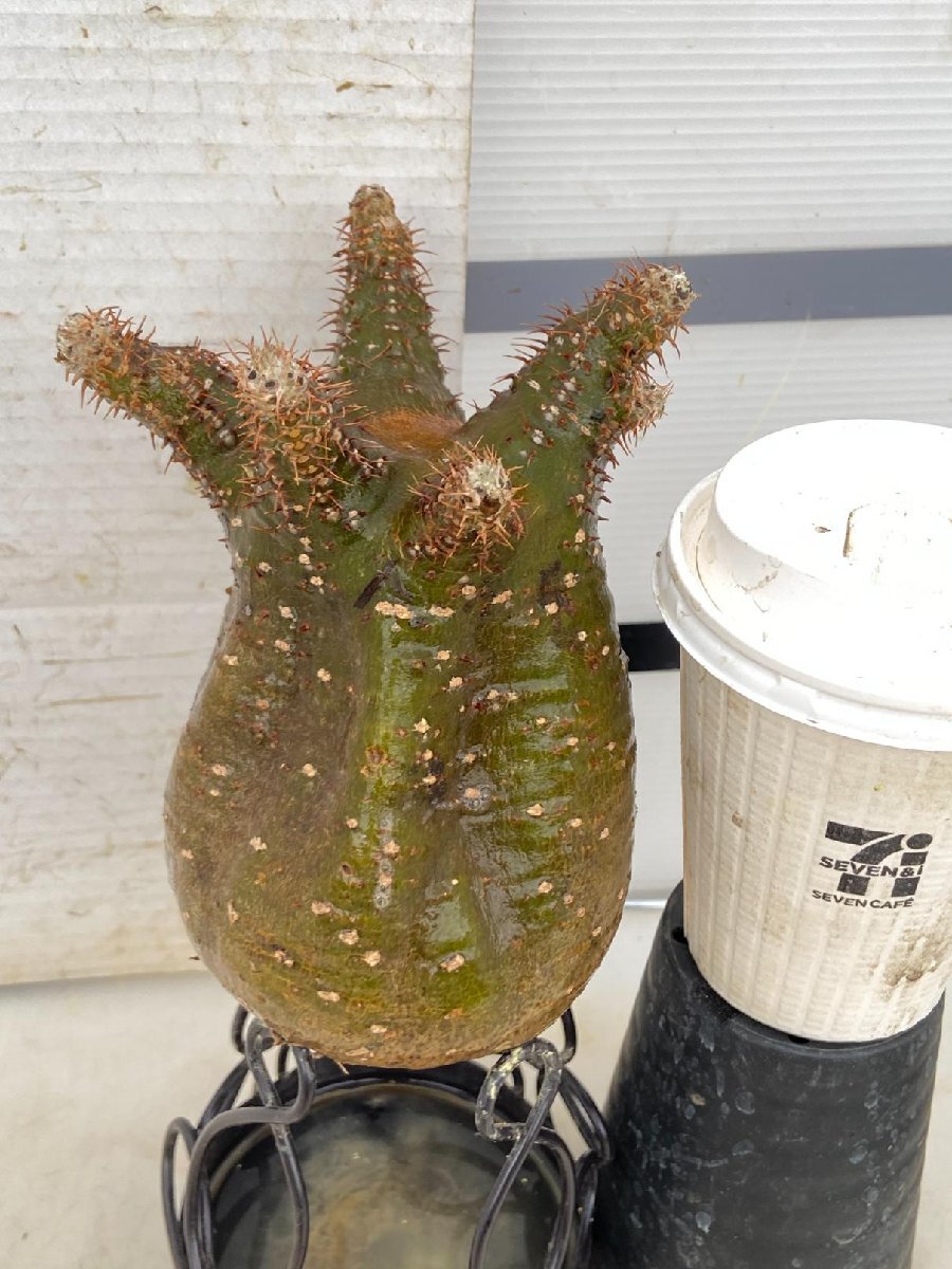 Yahoo!オークション - 2773 「塊根植物」パキポディウム グラキリス M ...