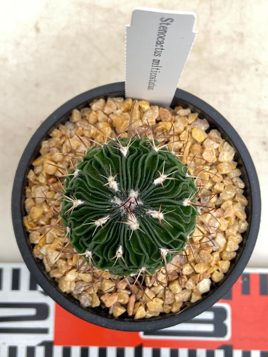 Yahoo!オークション - 4683 「多肉植物J」ステノカクタス ムルチコステ...