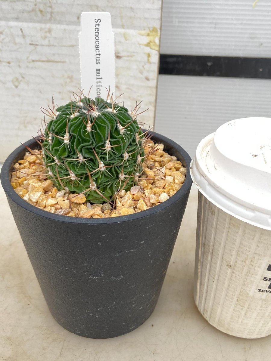 Yahoo!オークション - 4683 「多肉植物J」ステノカクタス ムルチコステ...