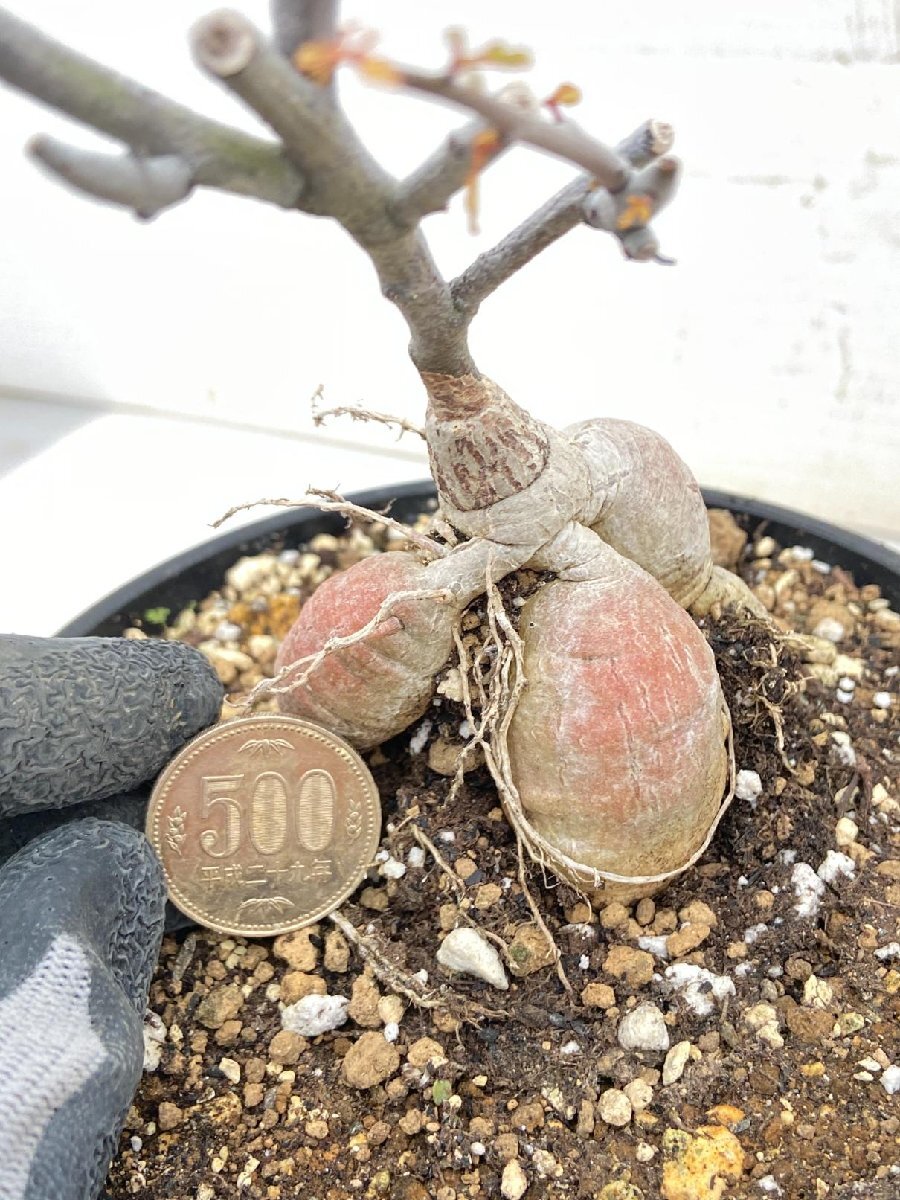 Yahoo!オークション - 4126 「実生」アデニア サブセシリフォリア 植え...