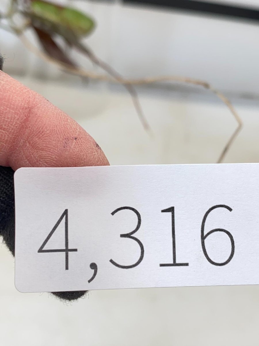 Yahoo!オークション - 4316 「観葉植物」ホヤ カウダータ 2株セット【...