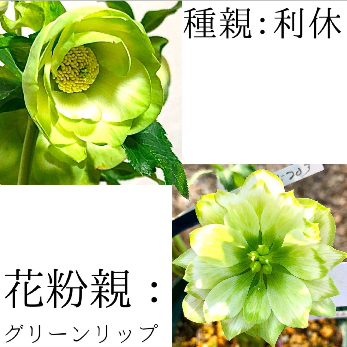 Yahoo!オークション - -G93- クリスマスローズ交配苗【利休DDx グリー...