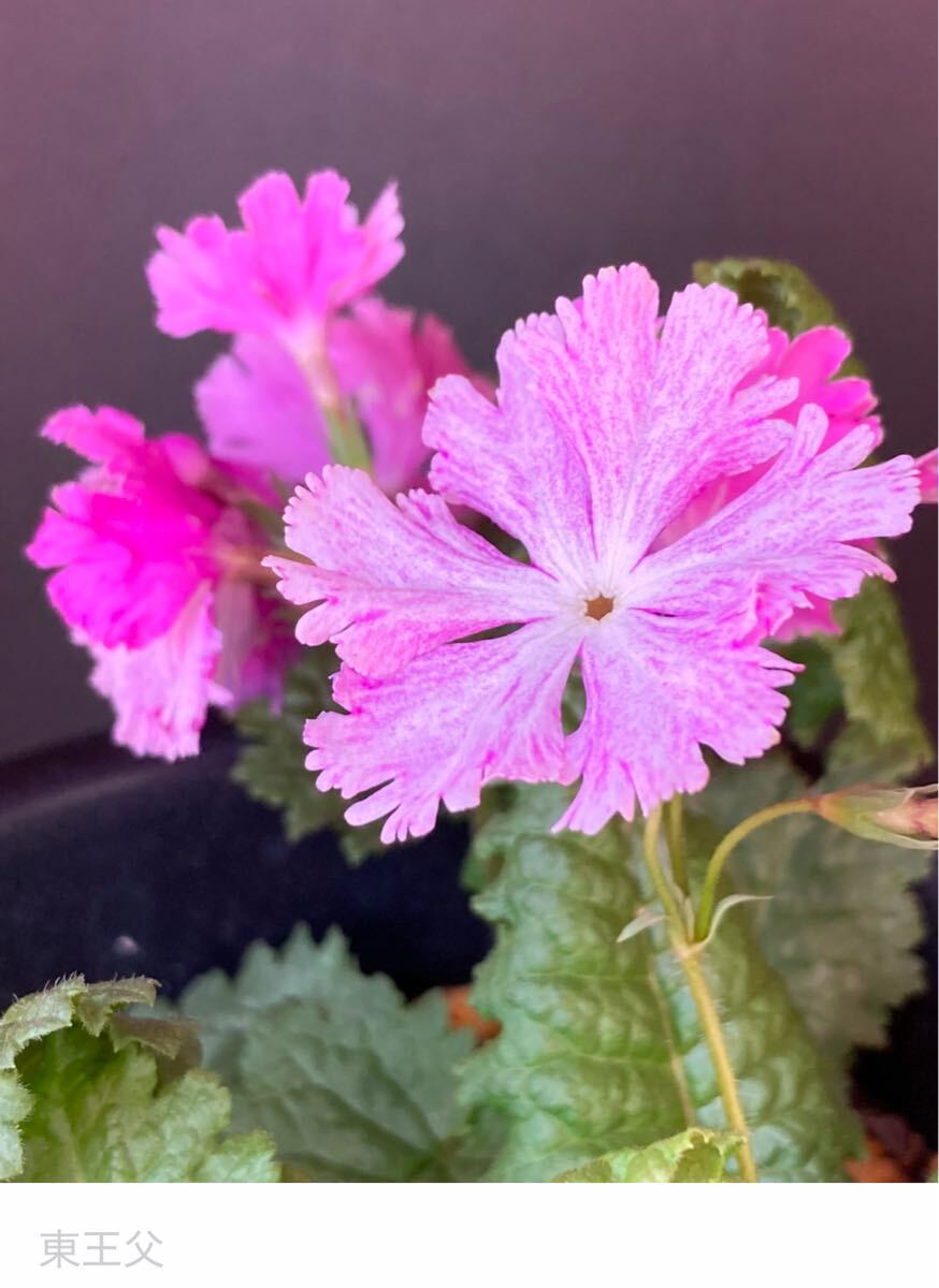 Yahoo!オークション - 2025年 古典園芸種 日本桜草 銘品 No.219【東王...