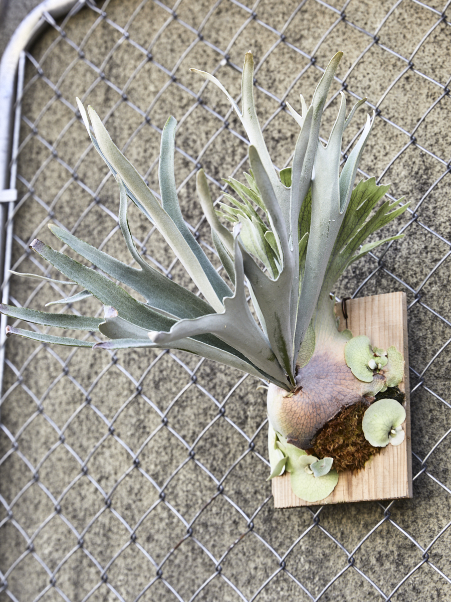 Yahoo!オークション - SHIZEN_ Platycerium ビカクシダ コウモリラン V...