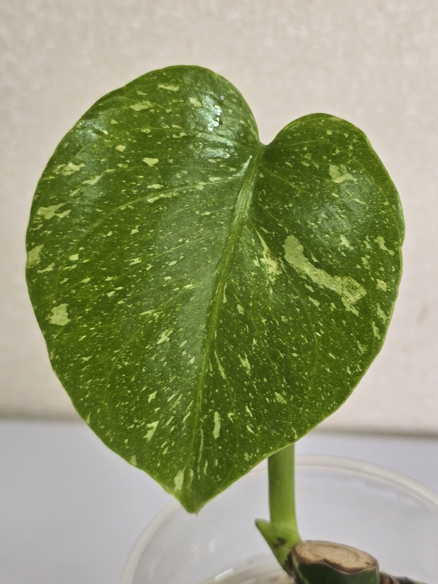 Yahoo!オークション - 斑入りモンステラ・イエローモンスター・タイコ...