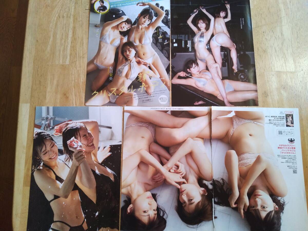 Yahoo!オークション - 桜井木穂 桜田茉央 ぱつこ 切り抜き 9P 吉田あ...