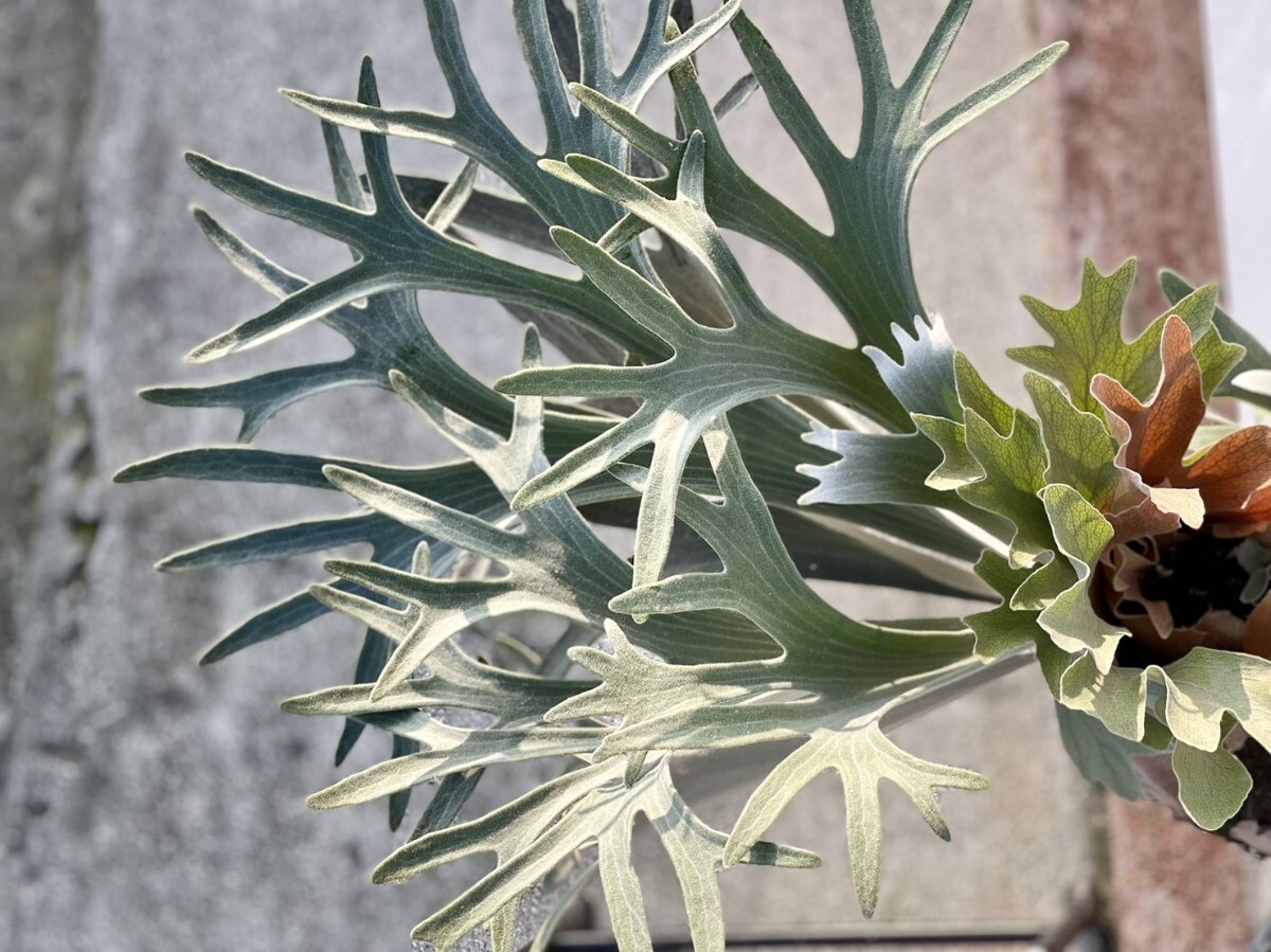 Yahoo!オークション - X44 P.Platinum OC pup 株分け 子株