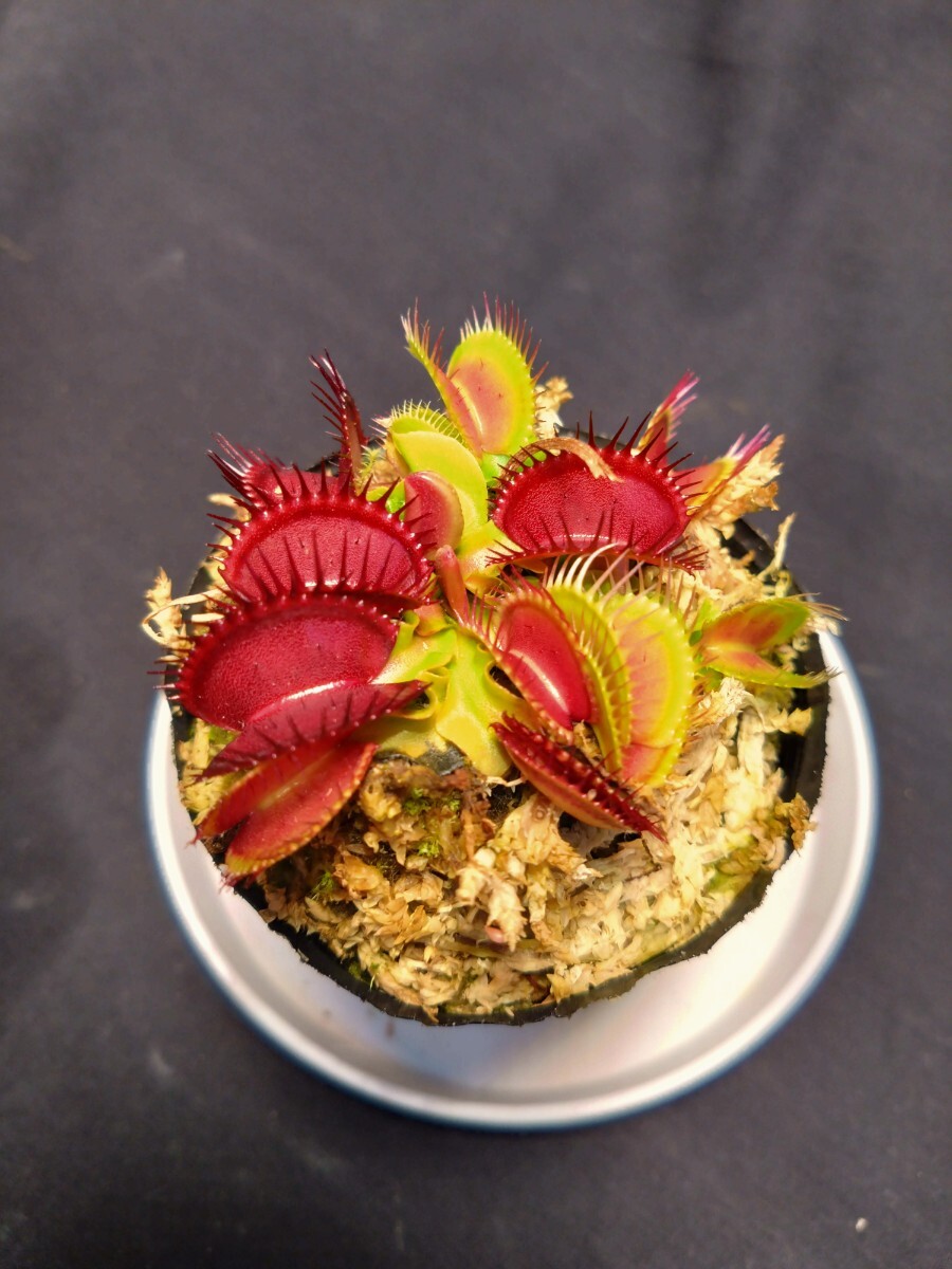 Yahoo!オークション - 【BCP】Dionaea muscipula 'BCP Titanic52' clon...