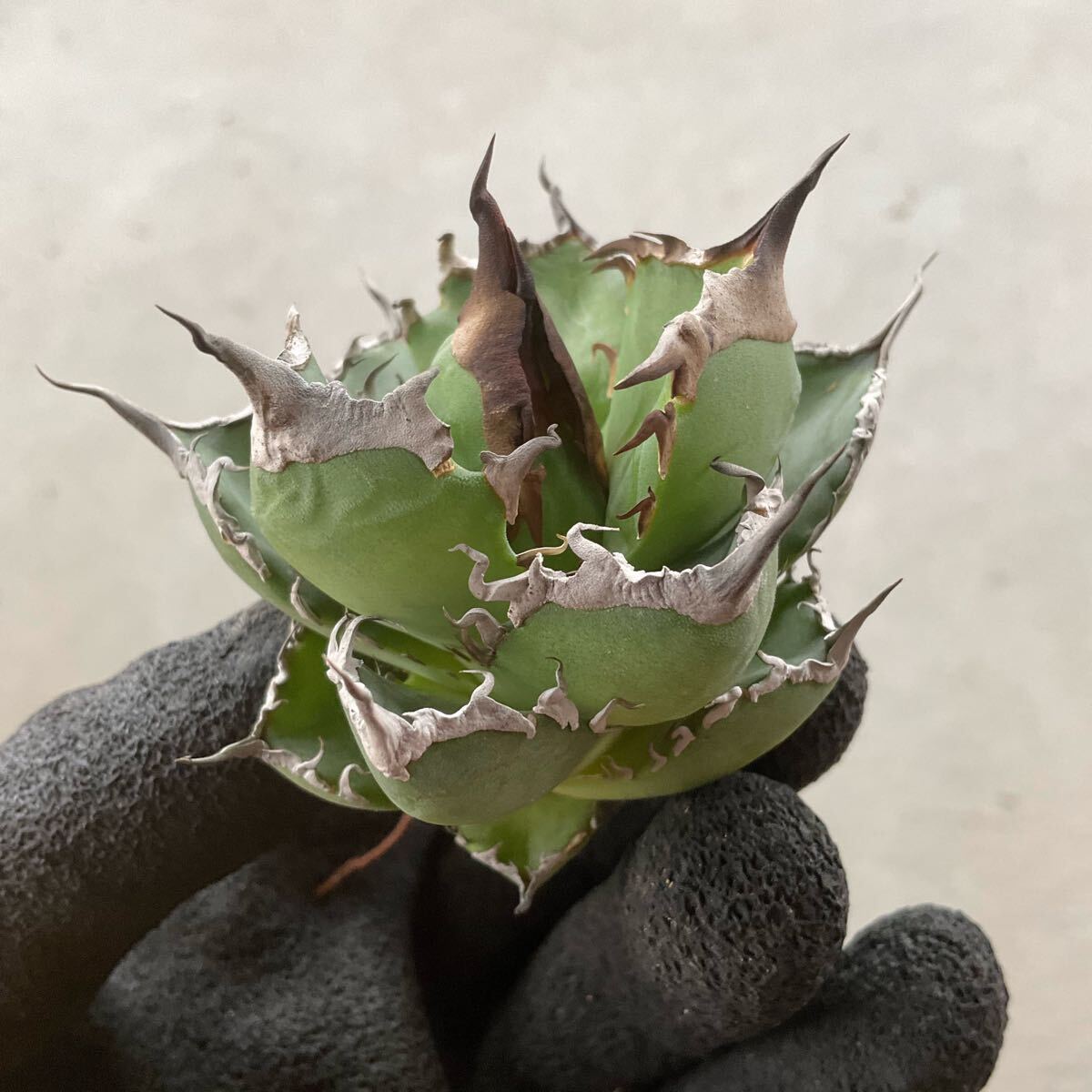 Yahoo!オークション - Uncle Sam - アガベ チタノタ 狂戦士 (中)/ Agav...