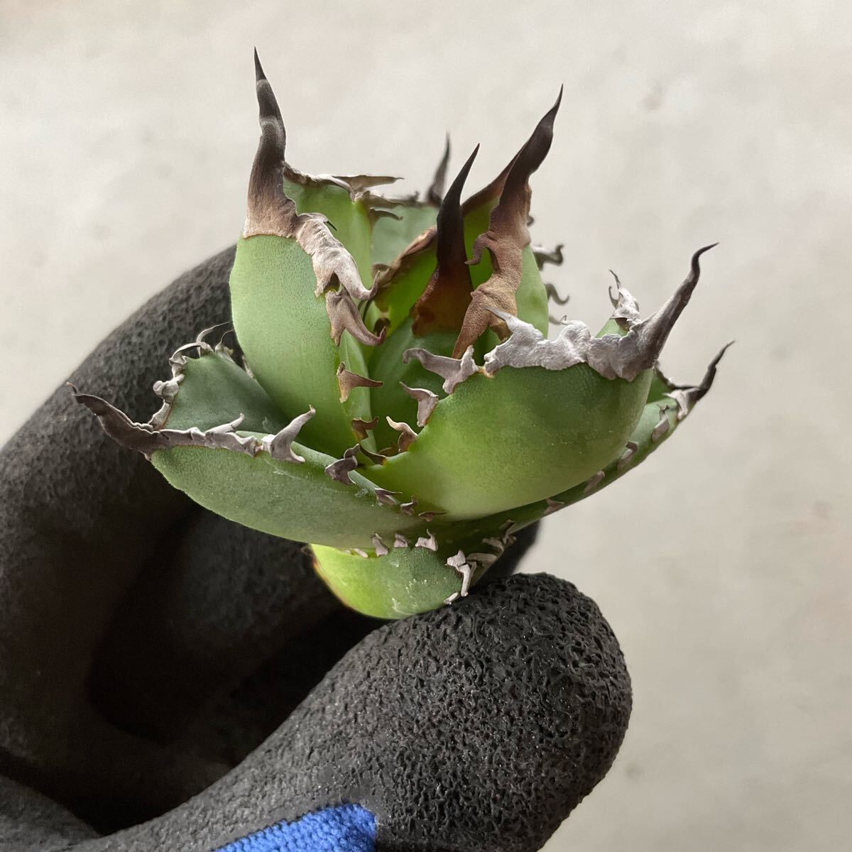 Yahoo!オークション - Uncle Sam - アガベ チタノタ 狂戦士 (小)/ Agav...