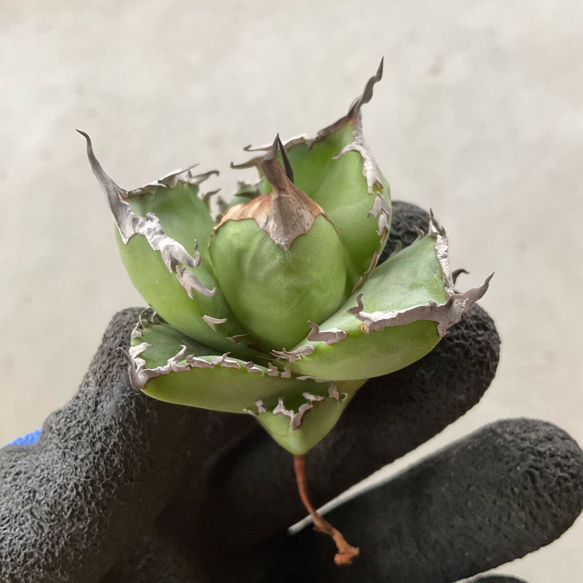 Yahoo!オークション - Uncle Sam - アガベ チタノタ 狂戦士 (小)/ Agav...