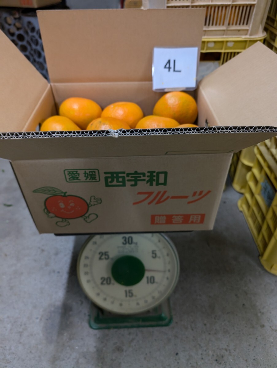 Yahoo!オークション - 愛媛西宇和産 宮内いよかん 4L 8kg