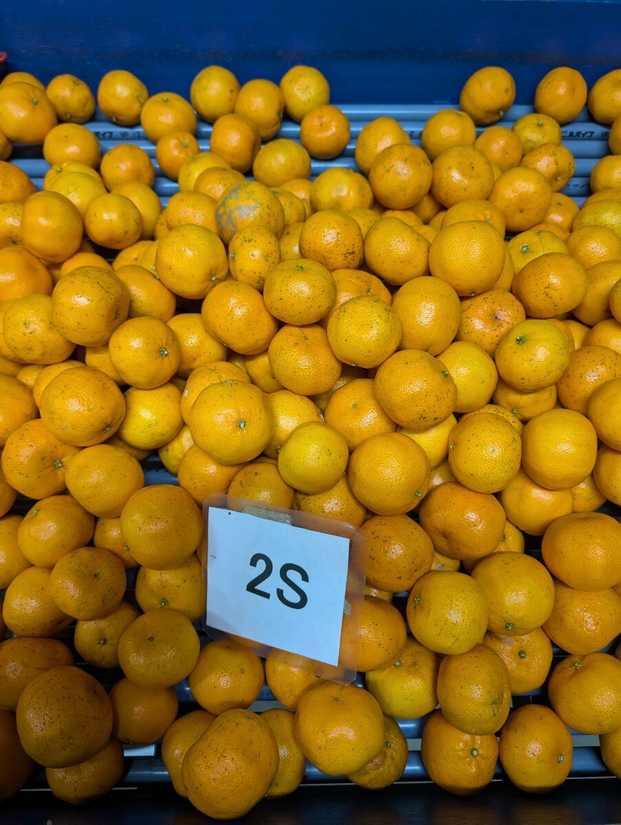 Yahoo!オークション - 愛媛西宇和産 太田ぽんかん 2S 3kg