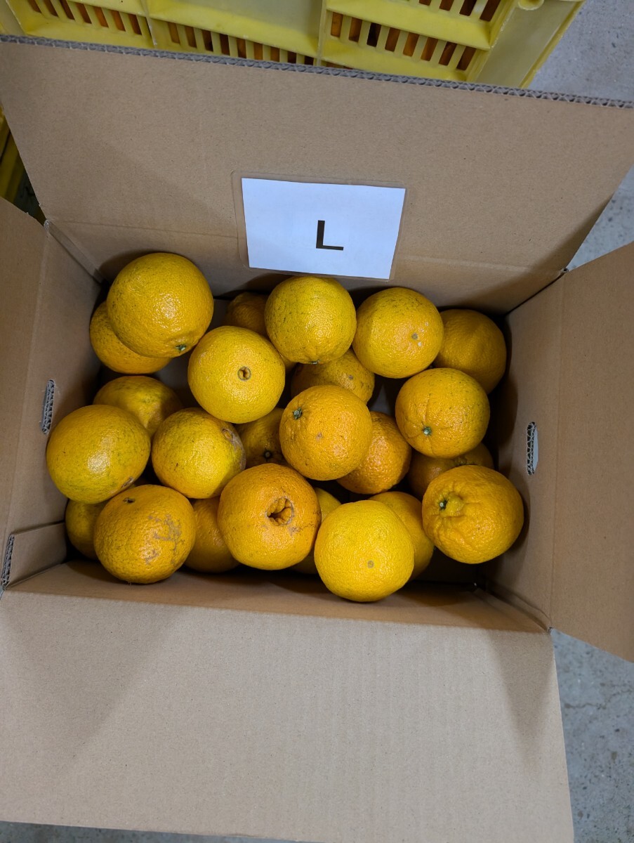 Yahoo!オークション - 愛媛西宇和産 デコポン L 5kg