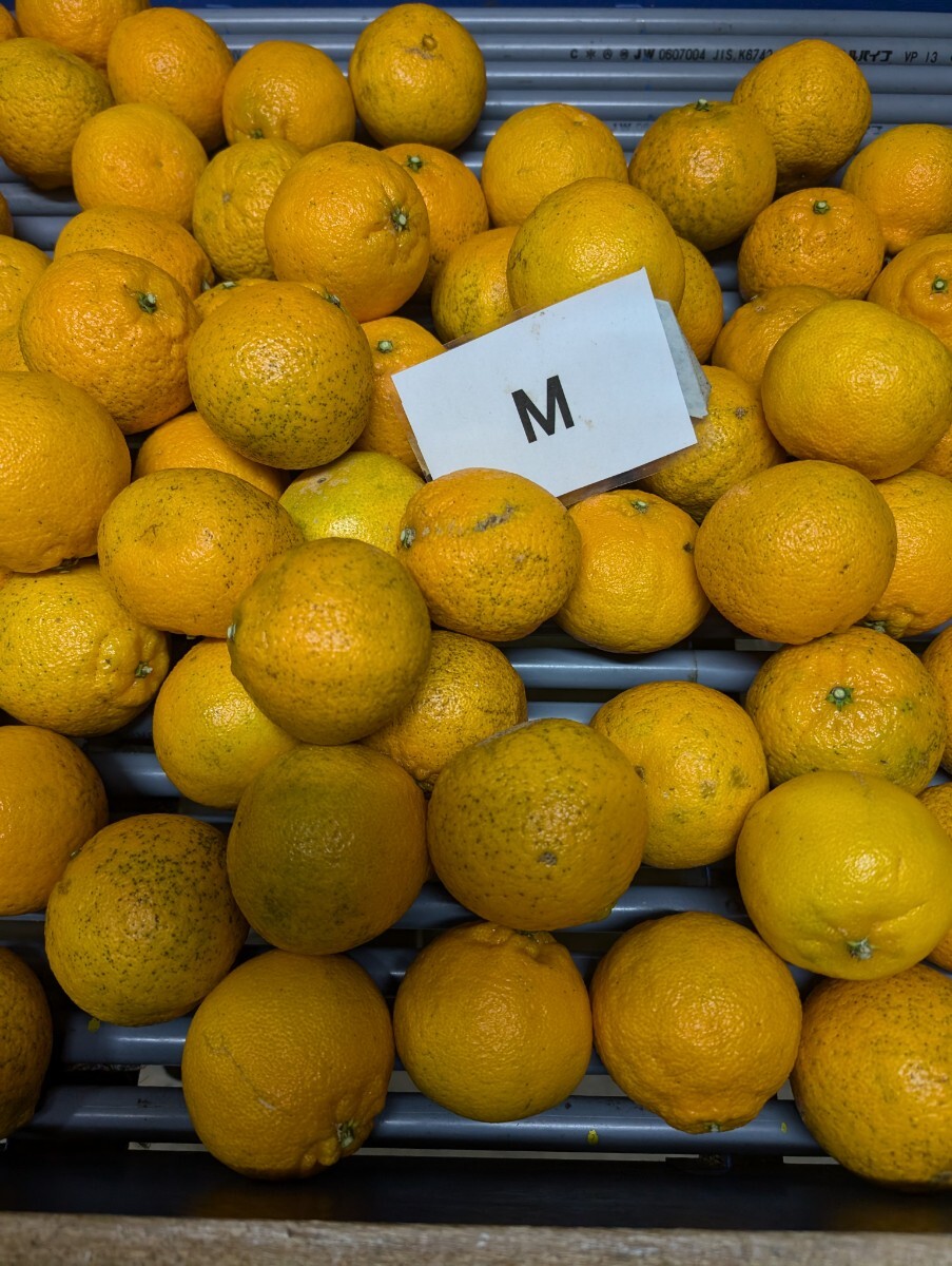 Yahoo!オークション - 愛媛西宇和産 デコポン M 9kg