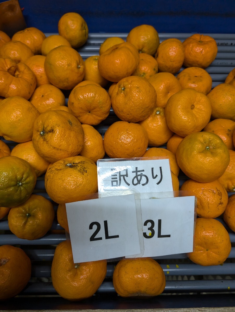 Yahoo!オークション - 愛媛西宇和産 太田ぽんかん 2L-3L訳あり 8kg