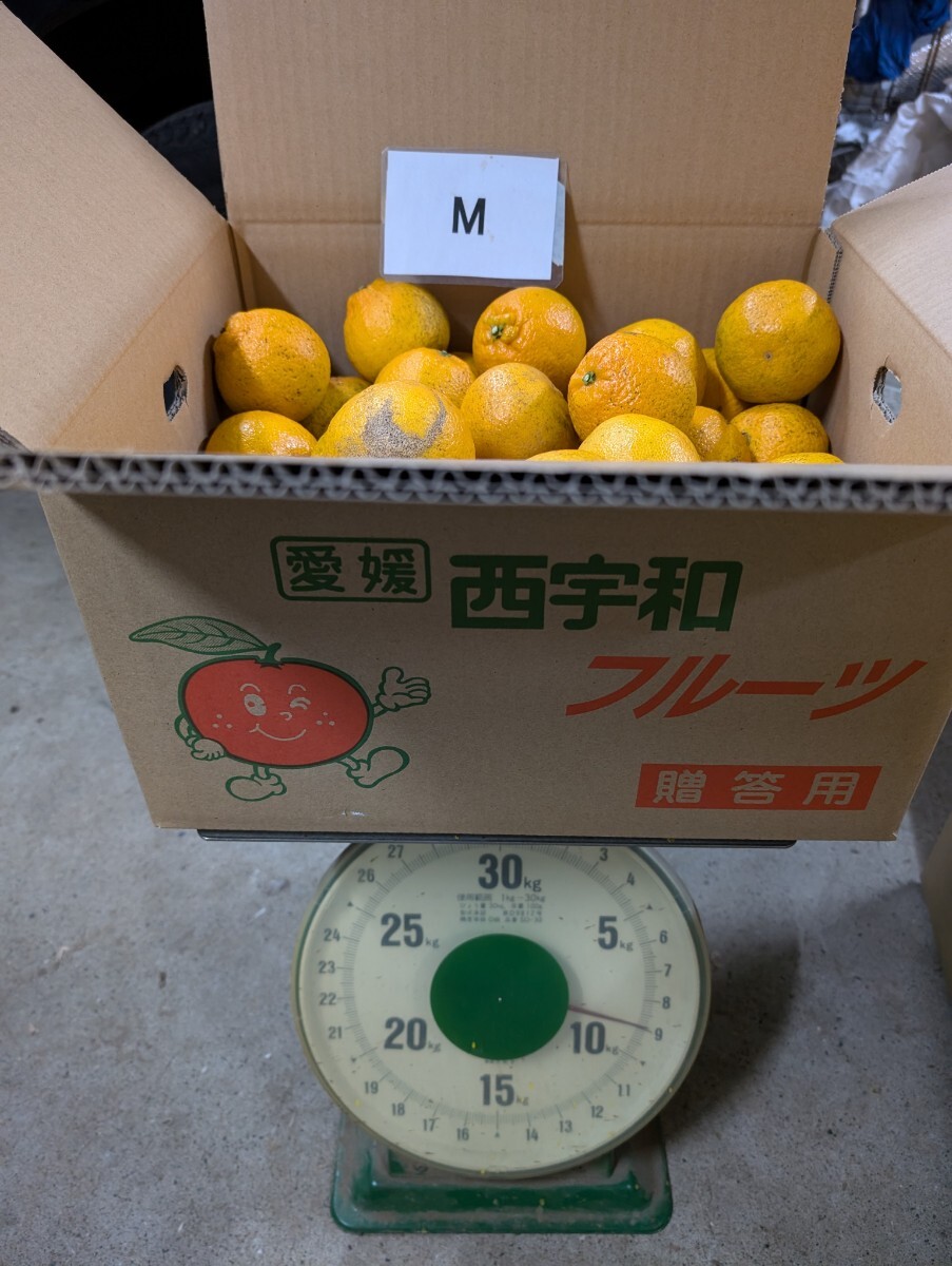 Yahoo!オークション - 愛媛西宇和産 デコポン M 9kg