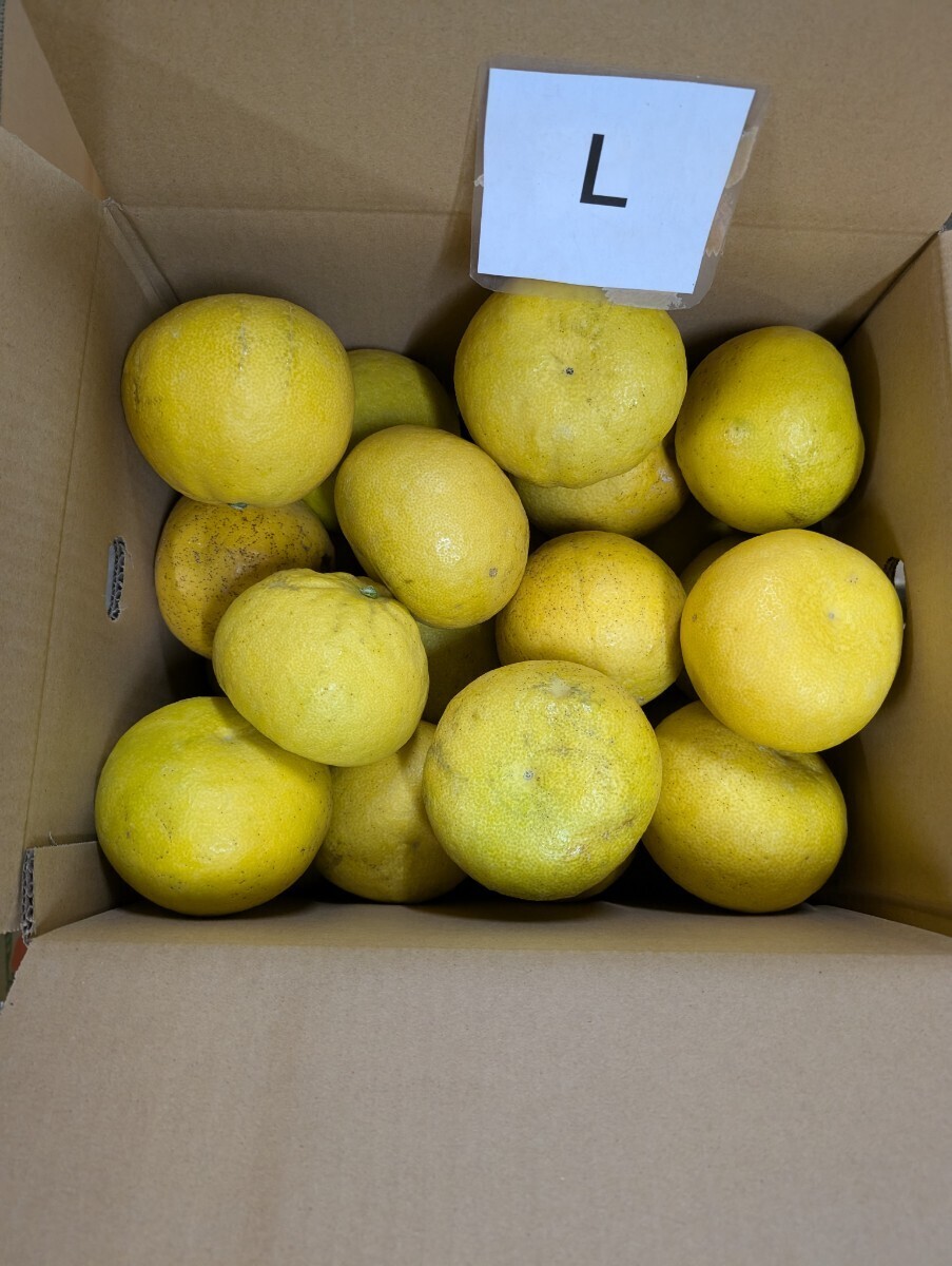 Yahoo!オークション - 愛媛西宇和産 土佐文旦 L 10kg