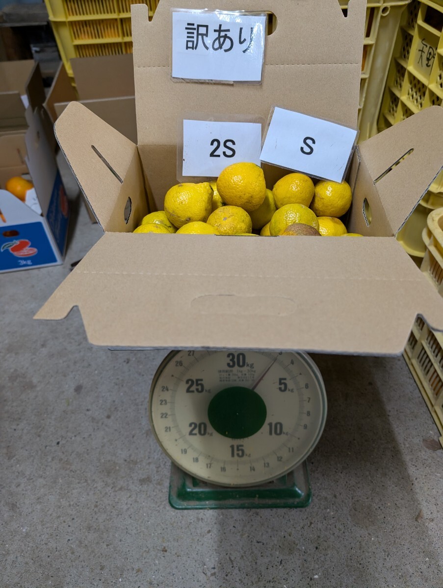 Yahoo!オークション - 愛媛西宇和産 媛小春 2S〜S 3kg