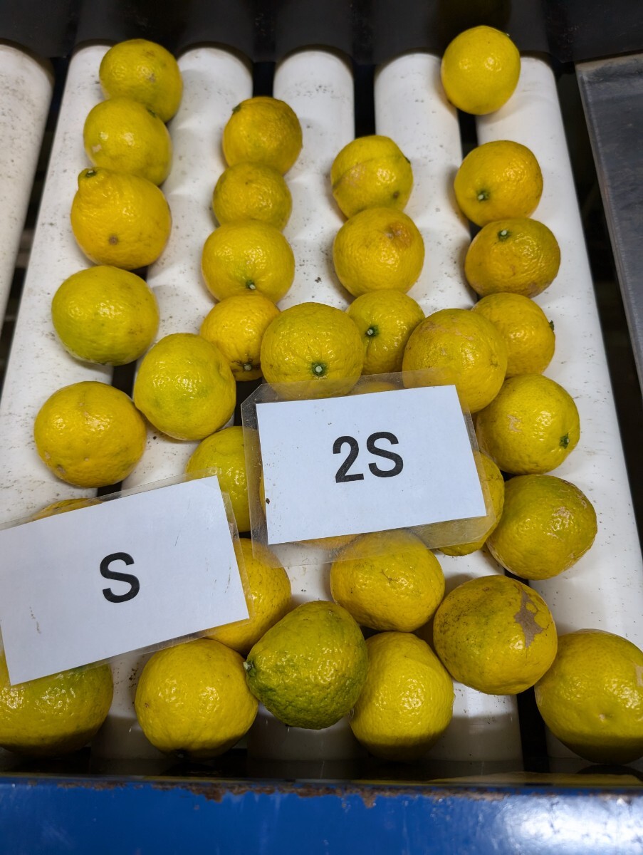 Yahoo!オークション - 愛媛西宇和産 媛小春 2S〜S 3kg