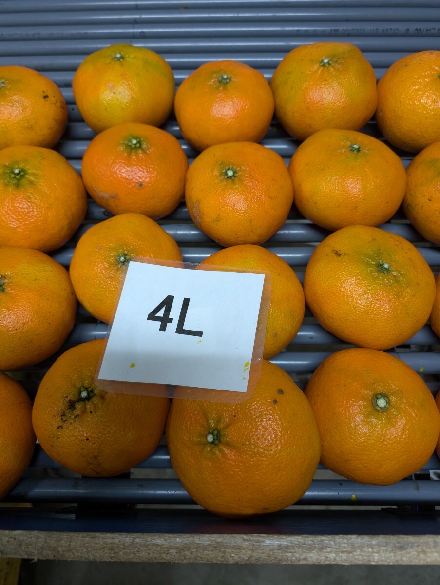 Yahoo!オークション - 愛媛西宇和産 甘平 4L 3kg