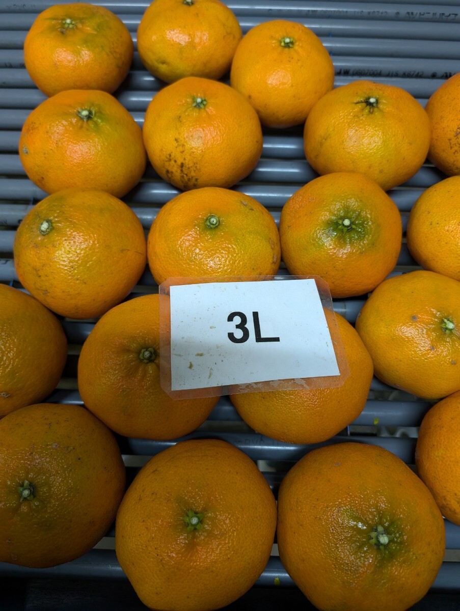 Yahoo!オークション - 愛媛西宇和産 甘平 3L 3kg