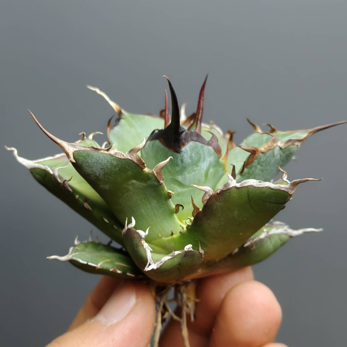 Yahoo!オークション - 【龍園觀】No.A89 特選 アガベ チタノタ ハデス ...