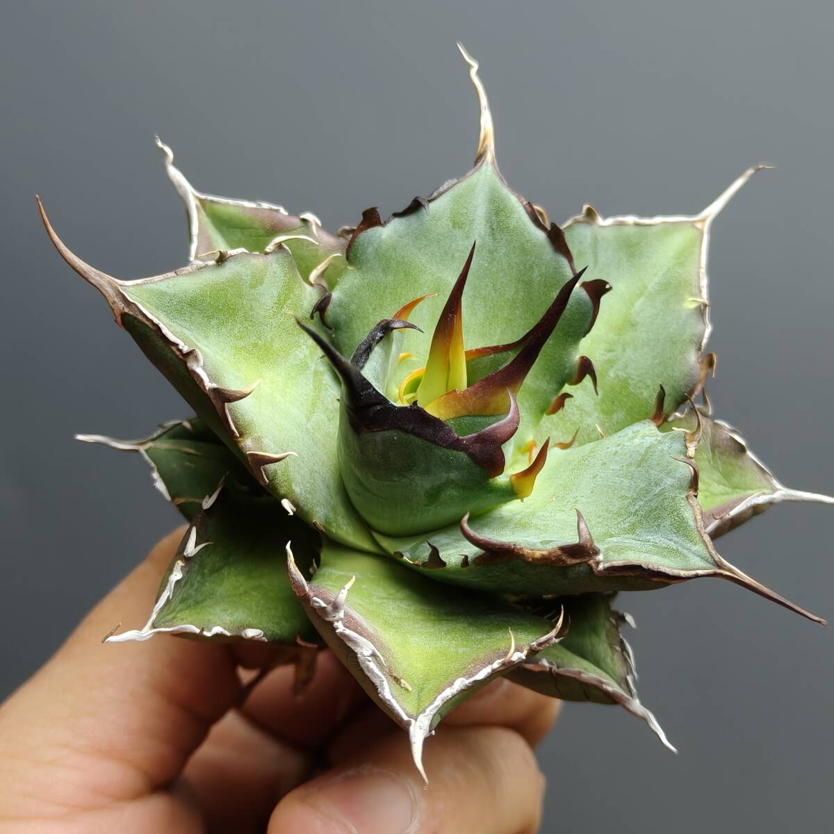 Yahoo!オークション - 【龍園觀】No.A89 特選 アガベ チタノタ ハデス ...